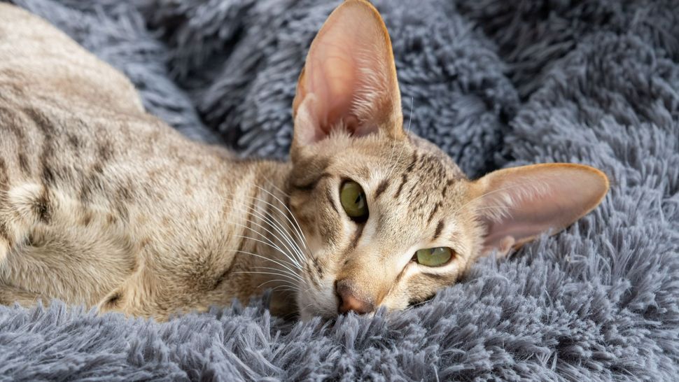 32 best cat breeds for hot climates | PetsRadar