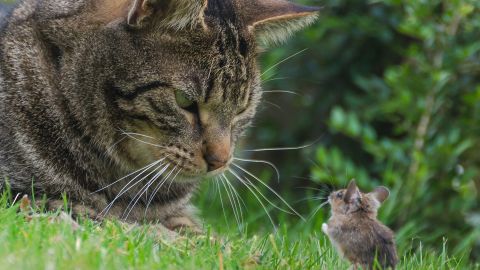 Do cats keep mice away? An expert reveals whether this is actually true ...