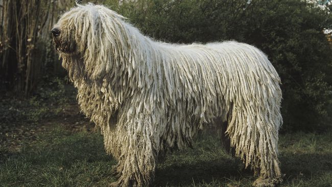 32 unpopular dog breeds | PetsRadar