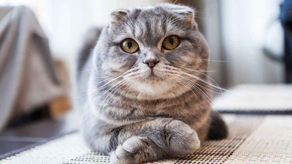32 surprising facts about Scottish Fold cats | PetsRadar