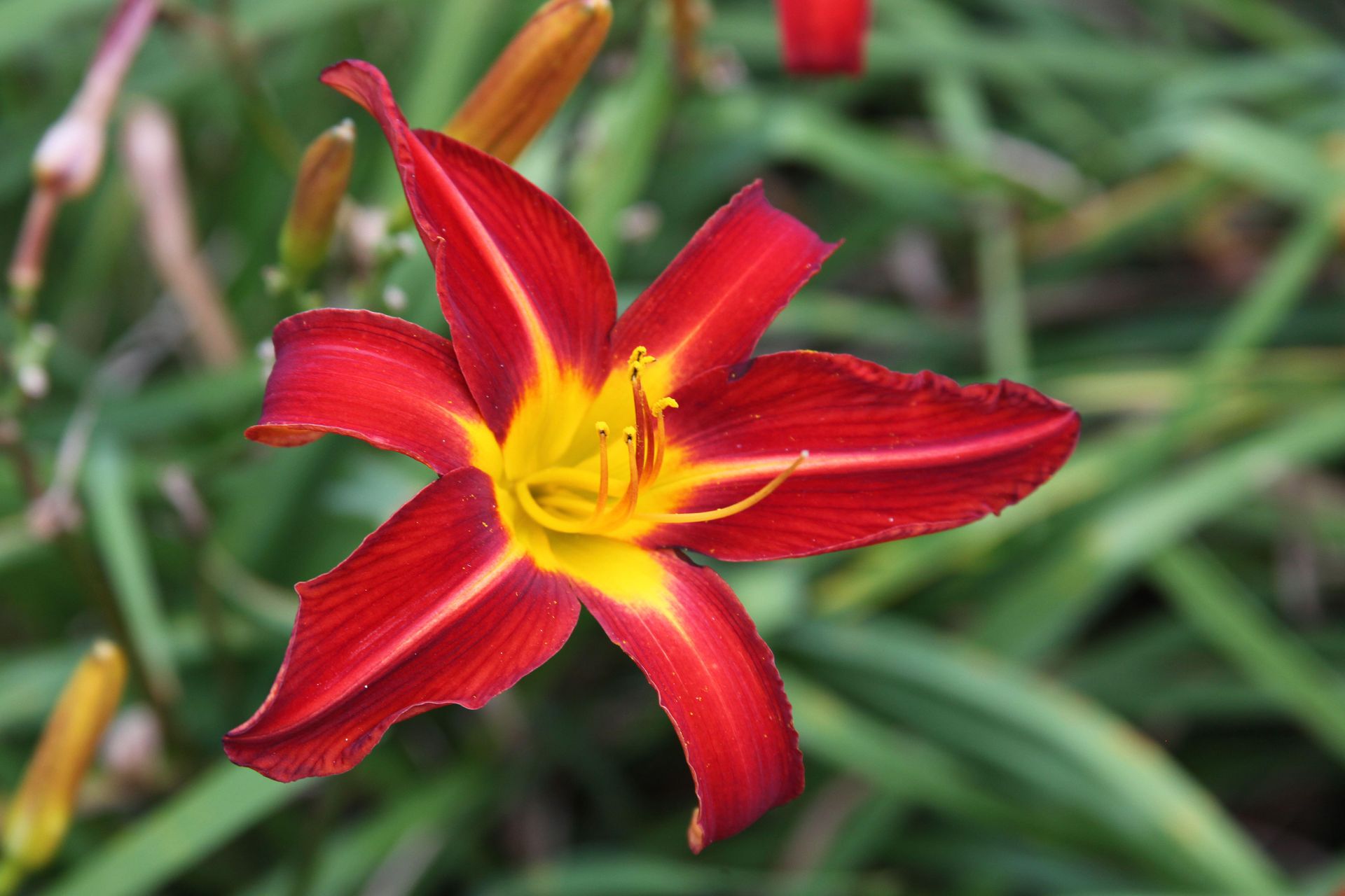 When to plant daylilies: for colorful, elegant flowers | Homes and Gardens