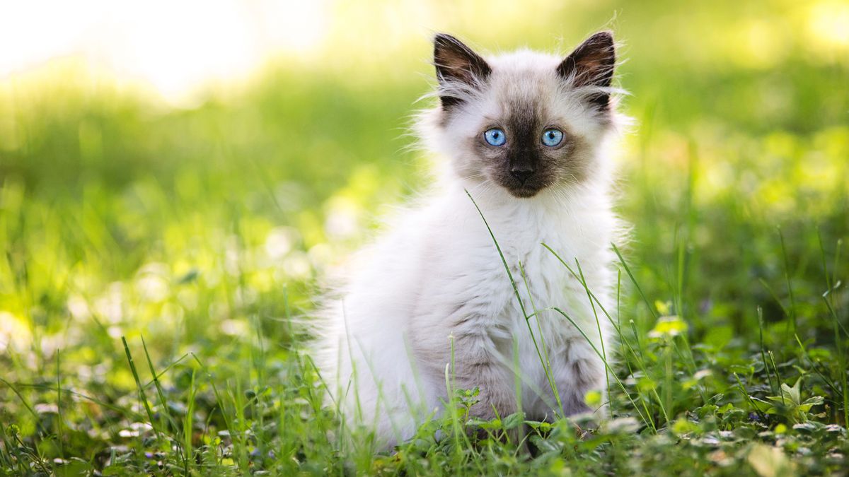 15 white cat breeds that will melt your heart | PetsRadar