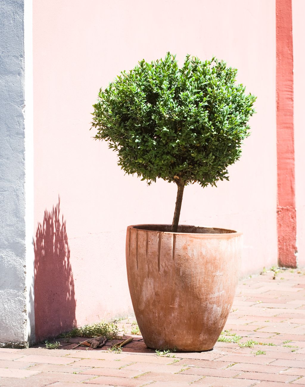 Best Shrubs For Containers — 6 Plants That Experts Recommend | Livingetc