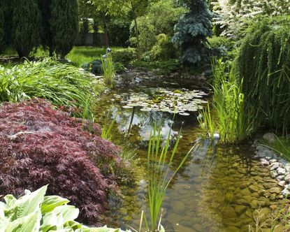 Wildlife pond edging ideas: 10 nature-friendly designs for your ...