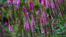How to grow heather for long-lasting color in your yard | Homes and Gardens