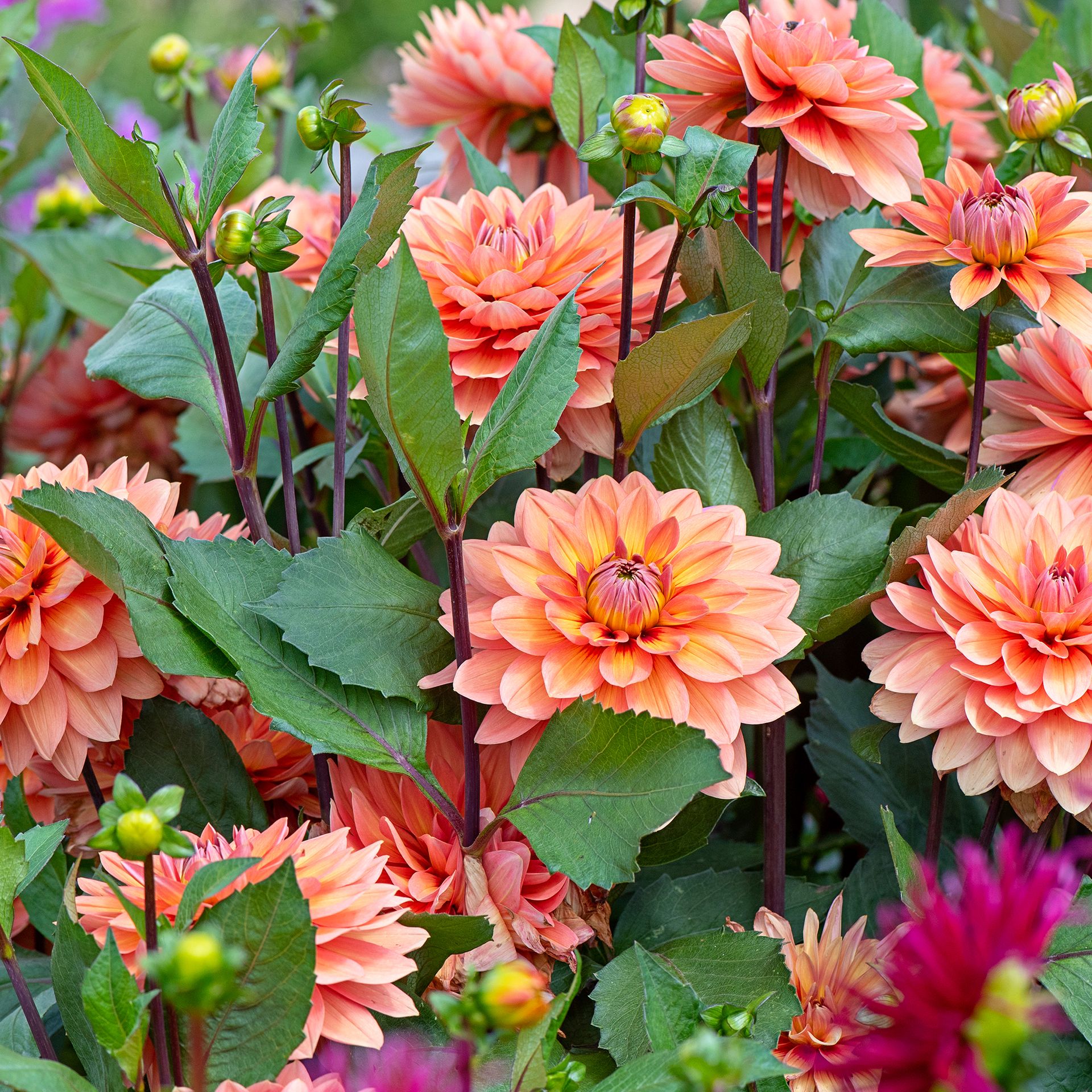 How to plant dahlia tubers for non-stop summer blooms | Ideal Home