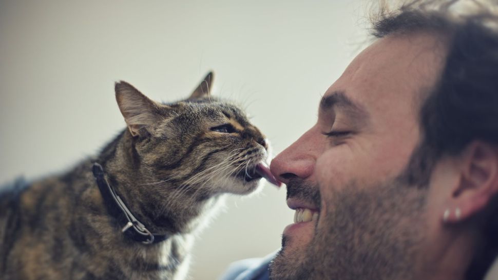 32 weird cat behaviors that you’re worried about | PetsRadar