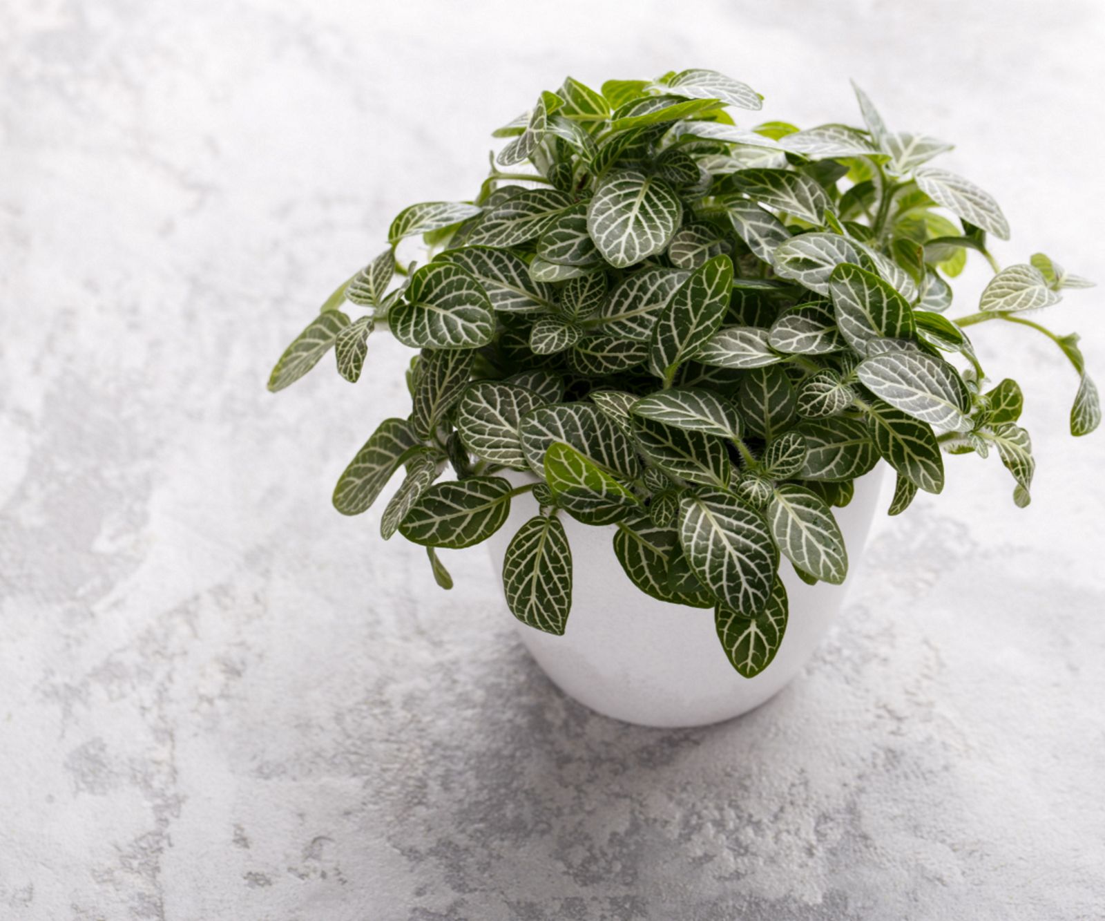 Fittonia care guide: 5 expert tips to keep them bright | Homes and Gardens