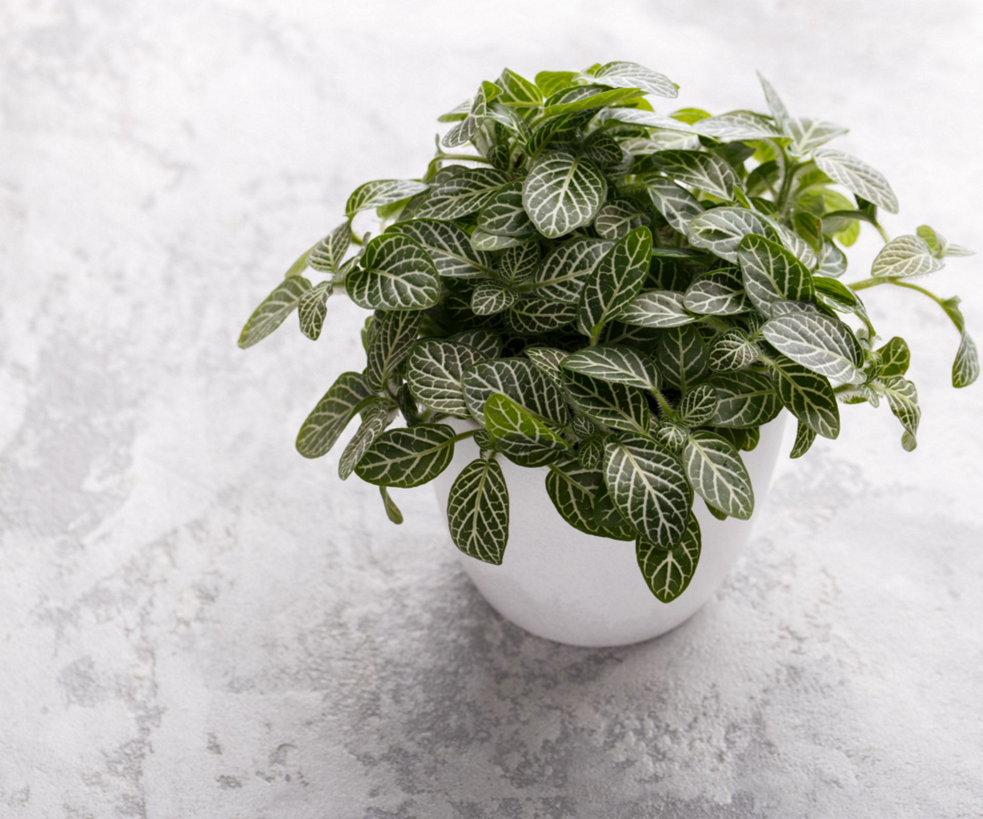 Fittonia care guide: 5 expert tips to keep them bright | Homes and Gardens