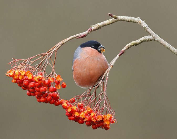 British finches: A simple guide | Country Life