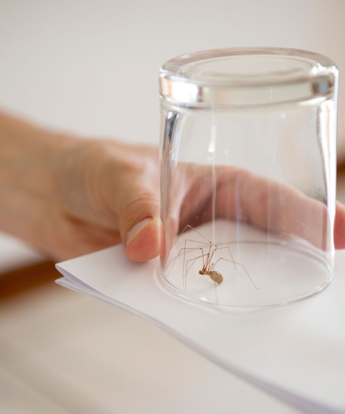 How to keep spiders out of your house | Homebuilding