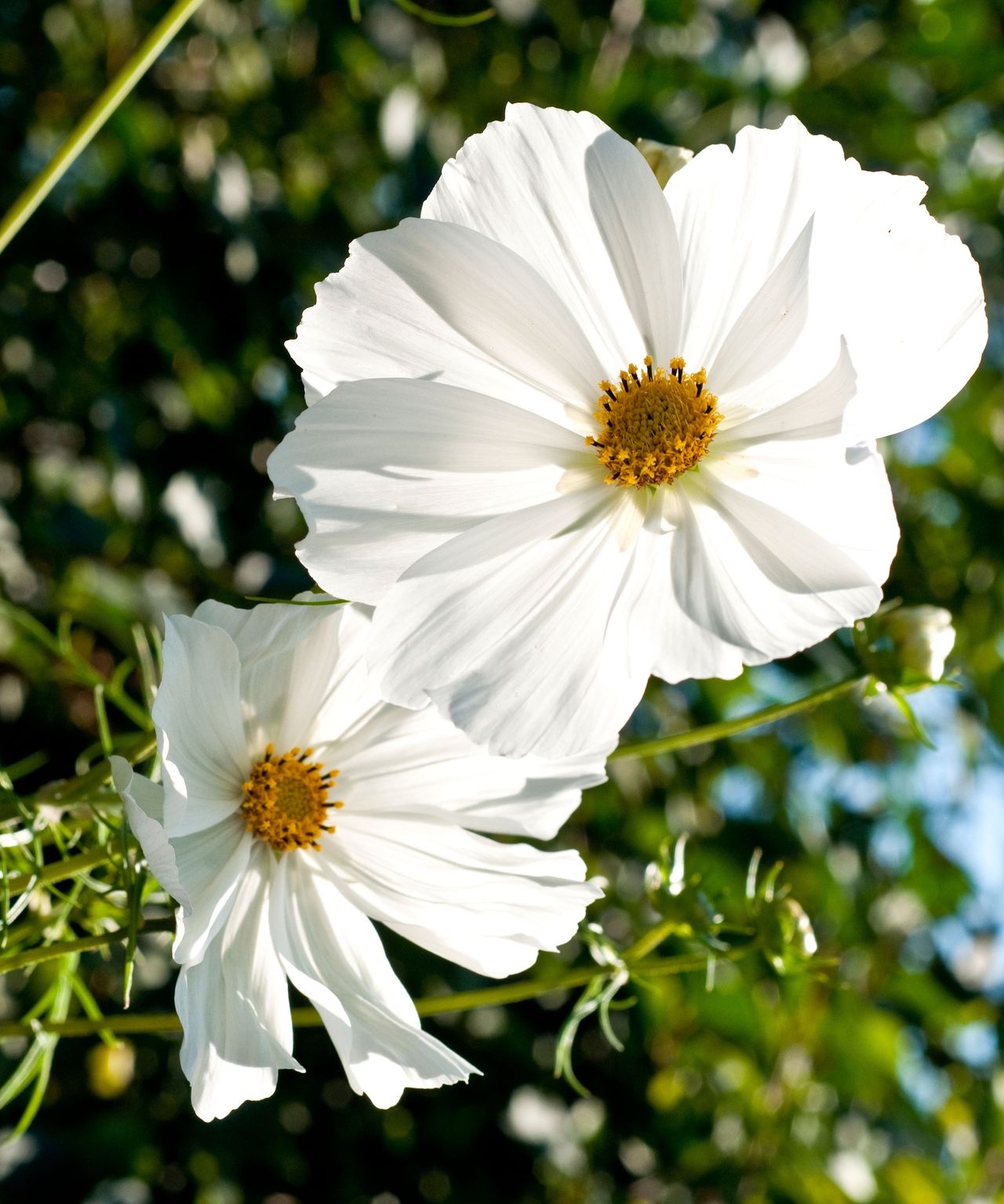 Types of cosmos: 15 beautiful varieties to grow | Homes and Gardens