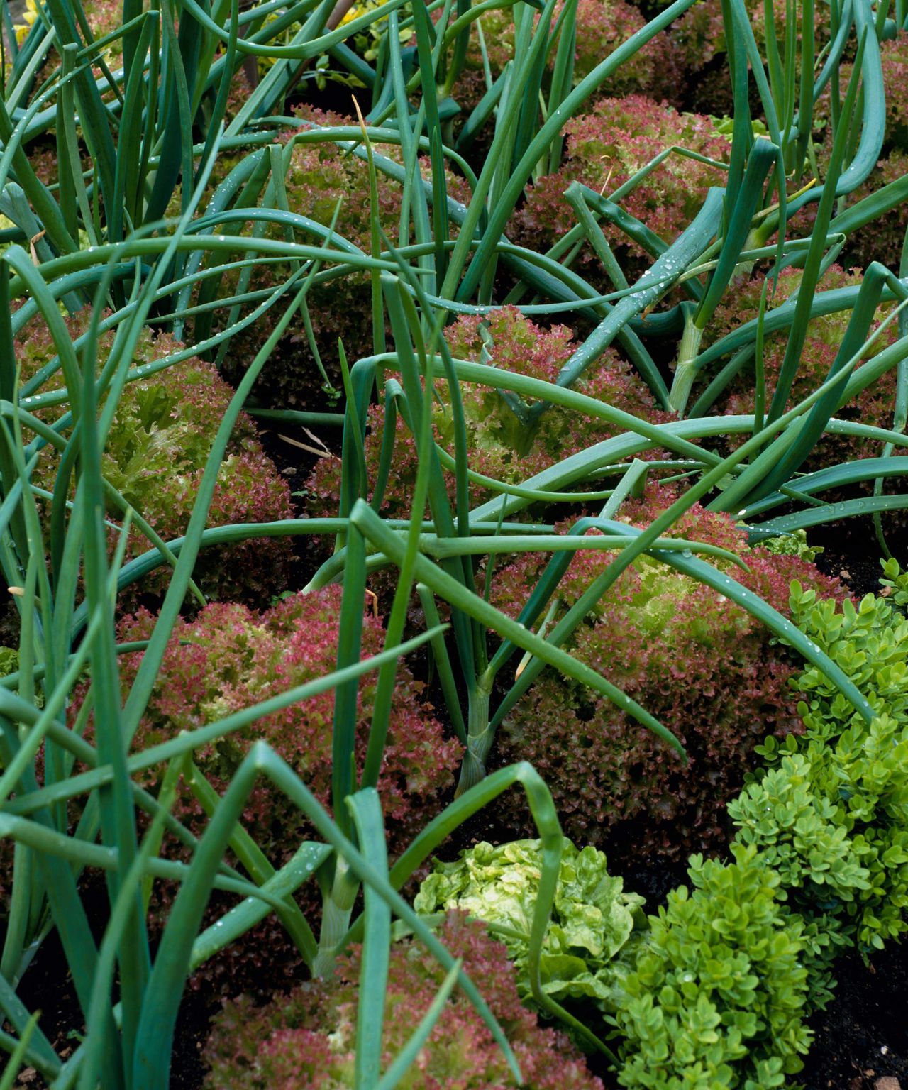What is intercropping? Tips from an experienced vegetable grower ...