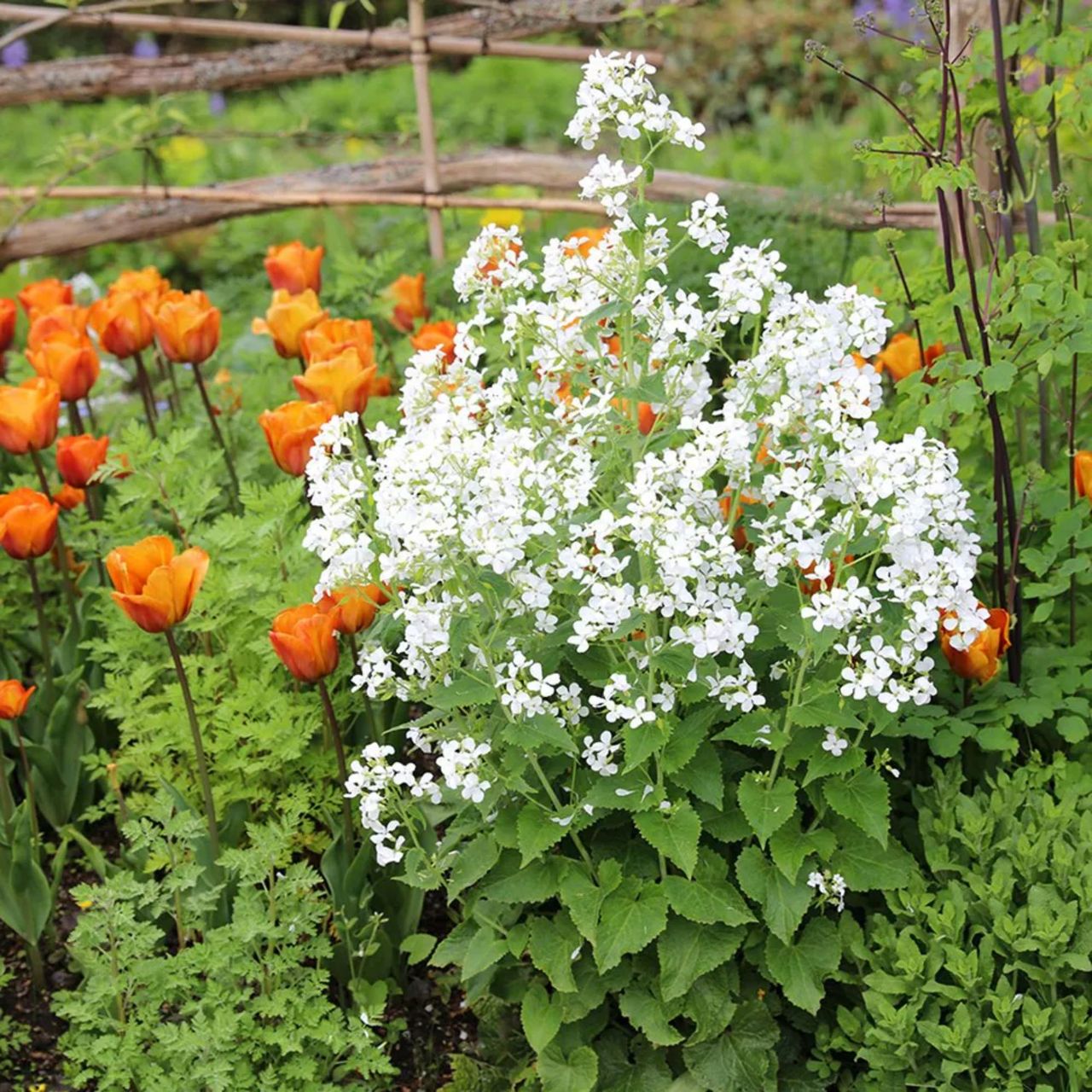What is a biennial plant? An expert guide to biennials | Ideal Home