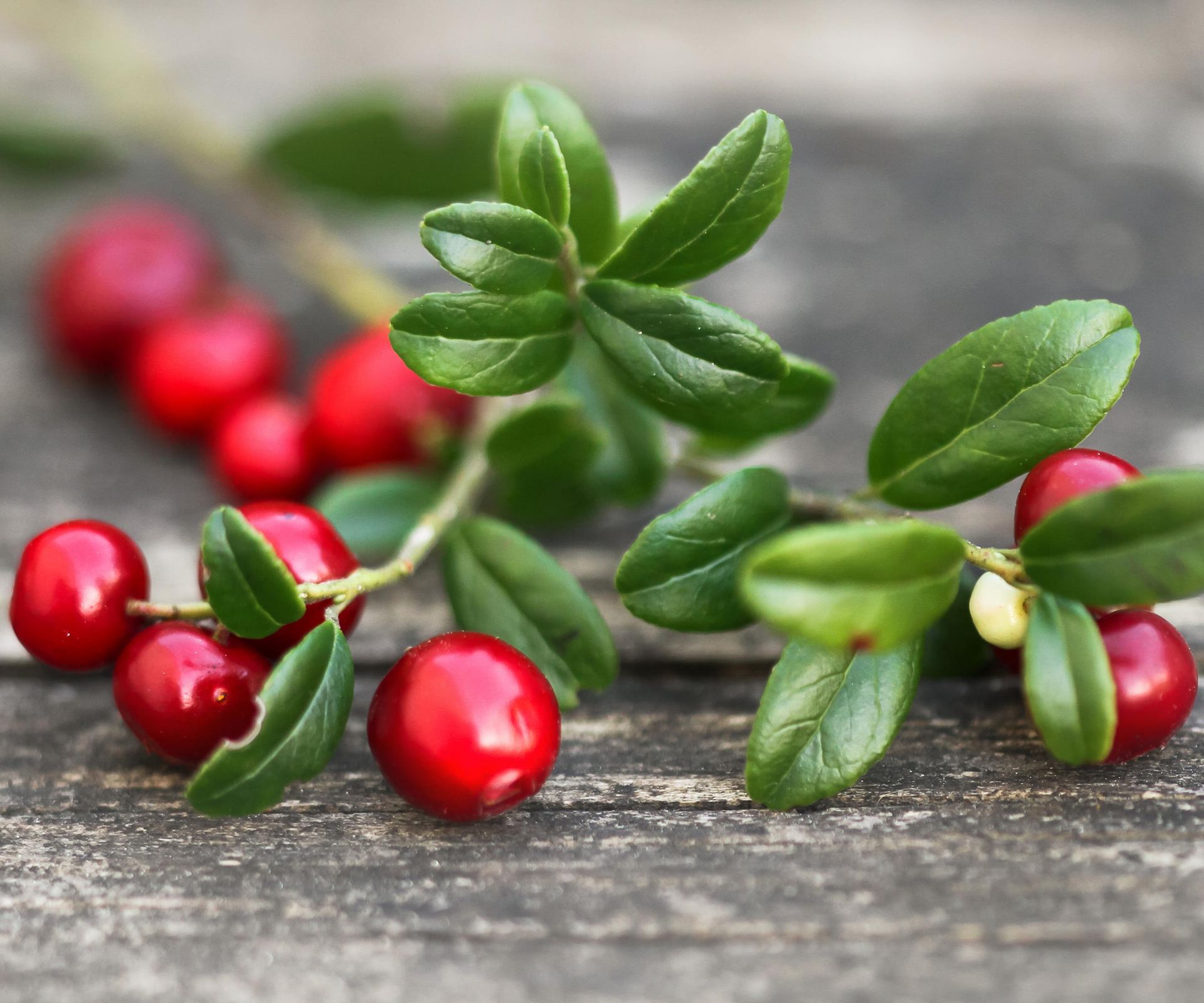 How to grow cranberries and get healthy and prolific plants | Homes and ...