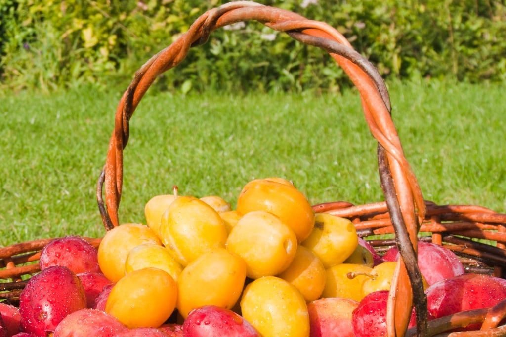 Yellow Pershore Plum Information: Tips For Growing Yellow Pershore ...