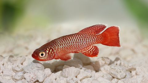 Types of freshwater fish for pets you can keep at home | PetsRadar
