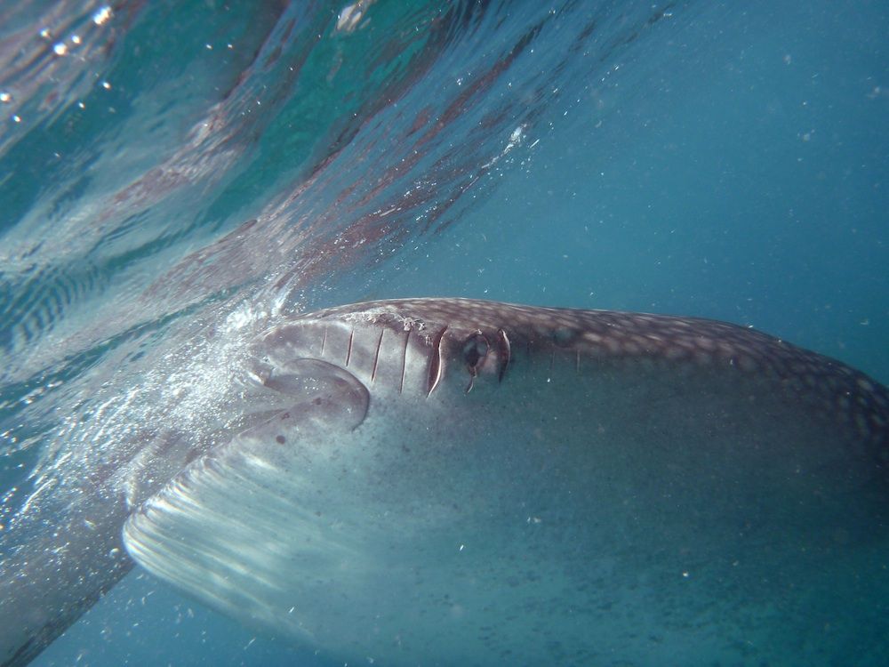 In Images: Tale of an Injured Whale Shark | Live Science