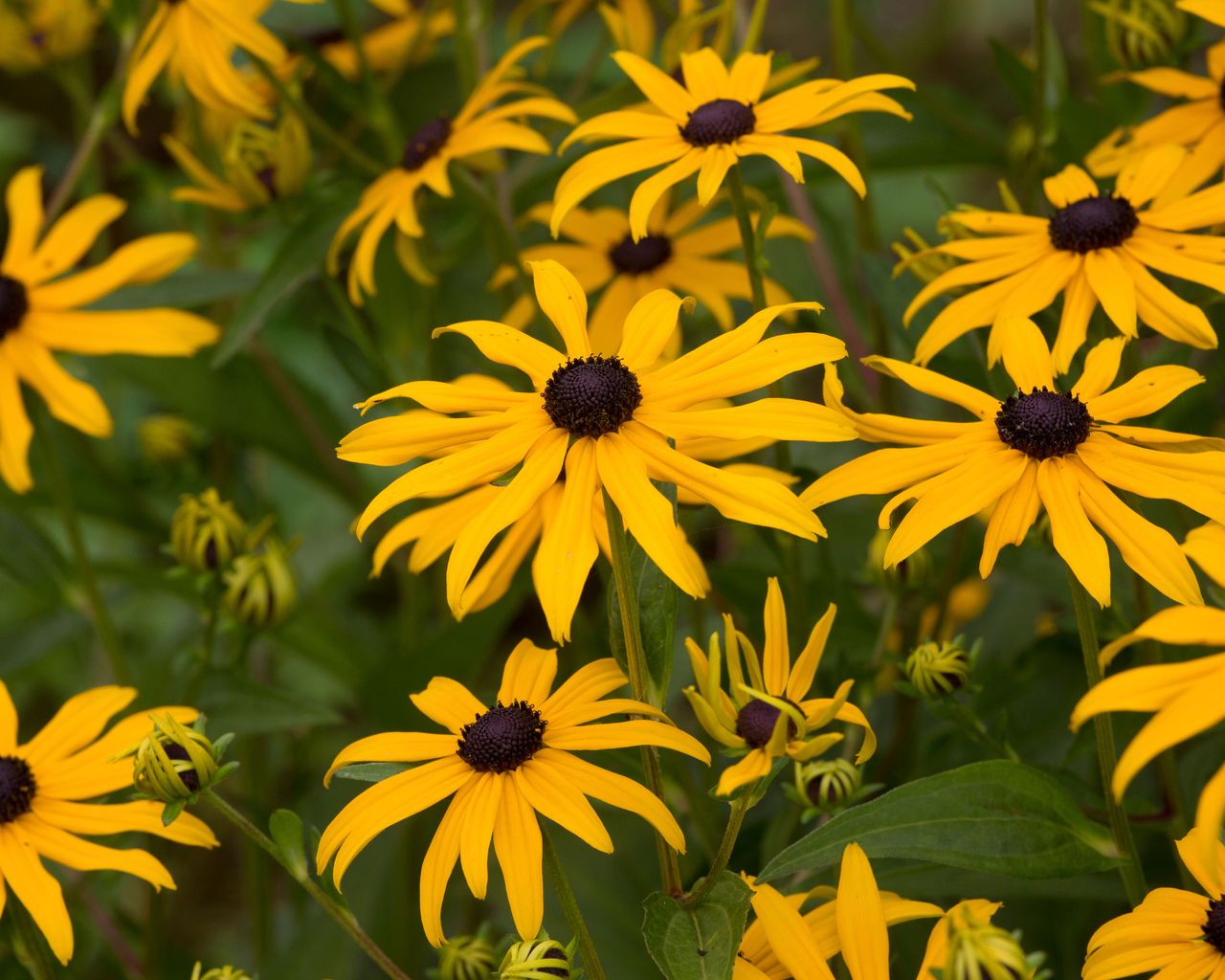 Late summer flowers: 16 best blooms for color into fall | Homes and Gardens