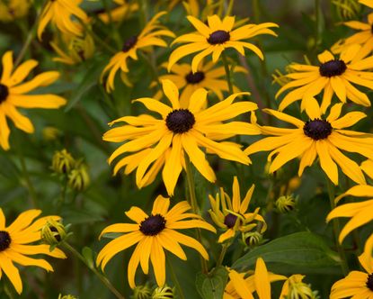 Late summer flowers: 16 best blooms for color into fall | Homes and Gardens