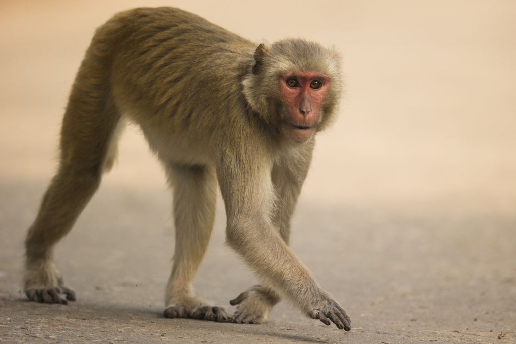 Lab monkeys on the loose in Mississippi don't have herpes, university ...