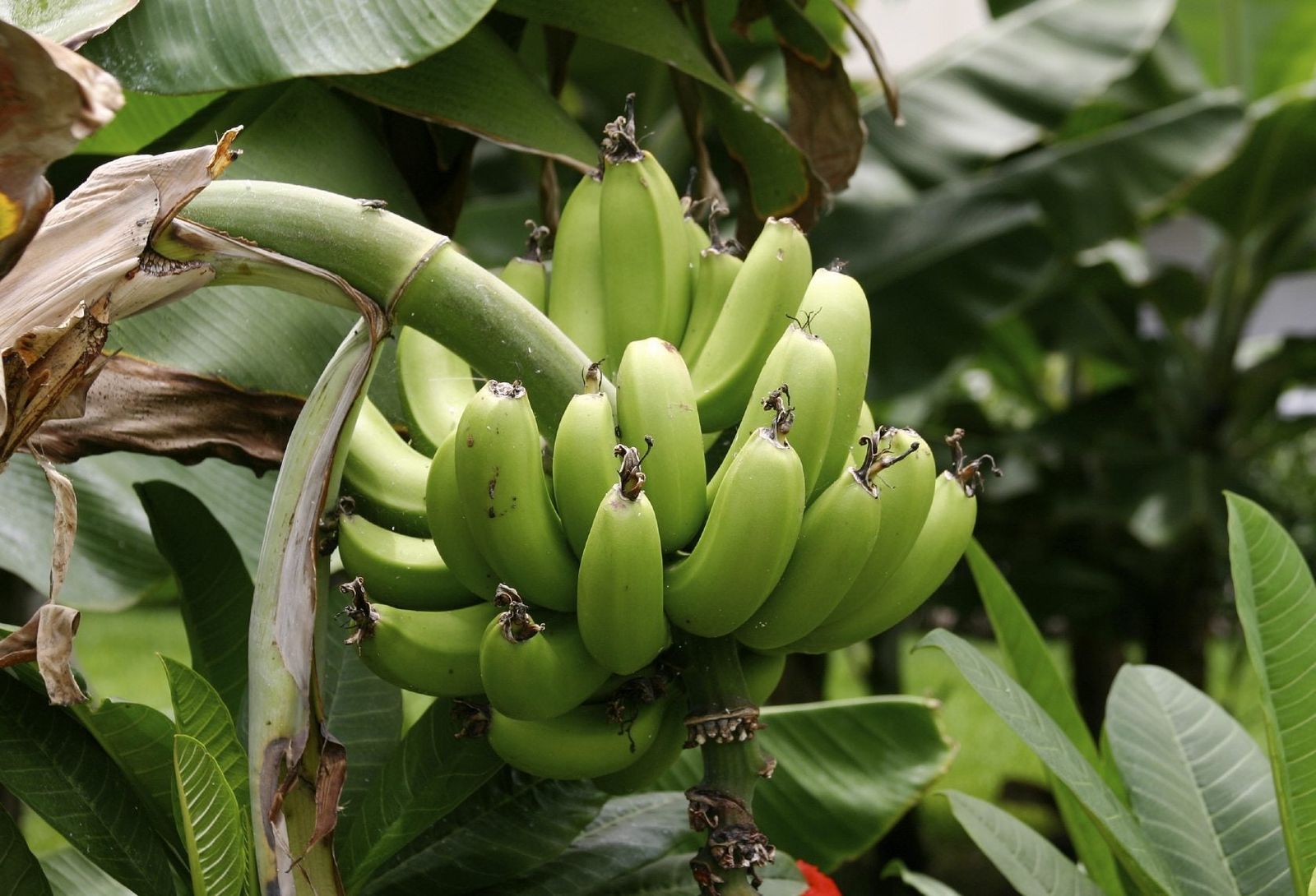 Caring For Plantain Trees: Information On Growing Plantains | Gardening ...