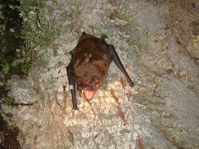 Bats Found to Feed On Migrating Birds at Night | Live Science