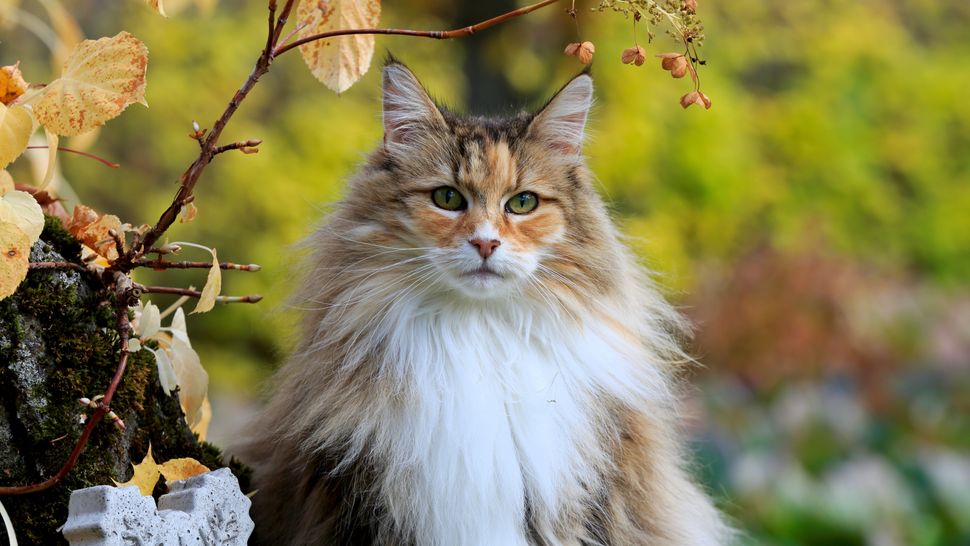 32 cat breeds that prefer being outdoors | PetsRadar
