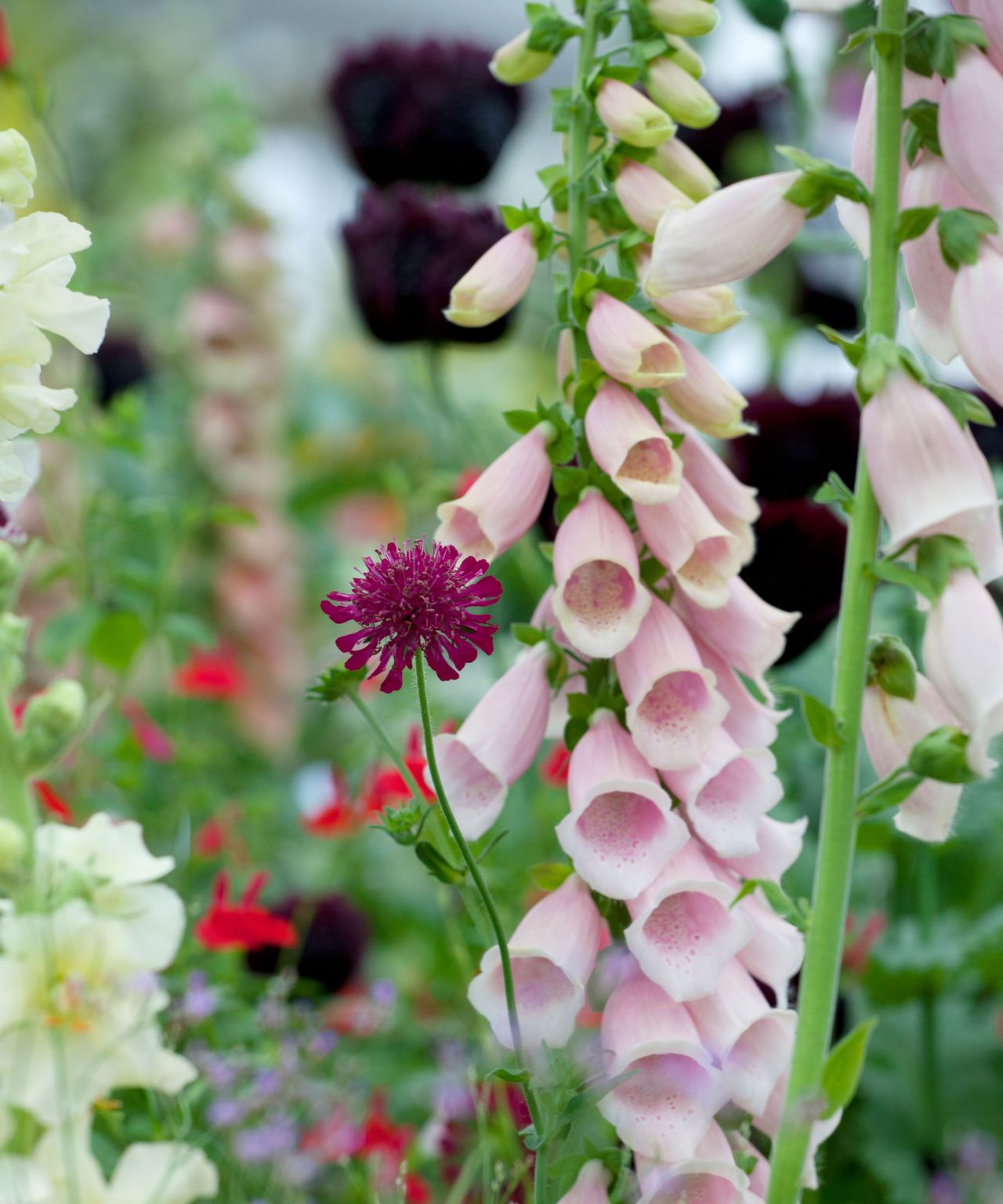 Foxgloves care and growing guide: expert tips for success | Homes and ...