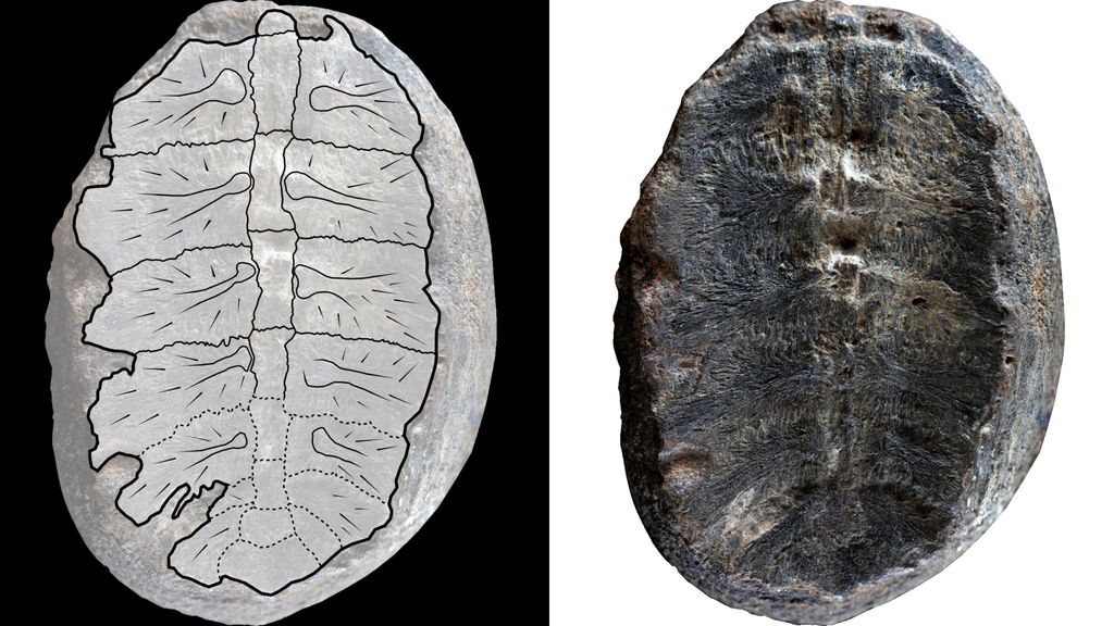 120 million-year-old 'plants' turn out to be ultra-rare fossilized baby ...