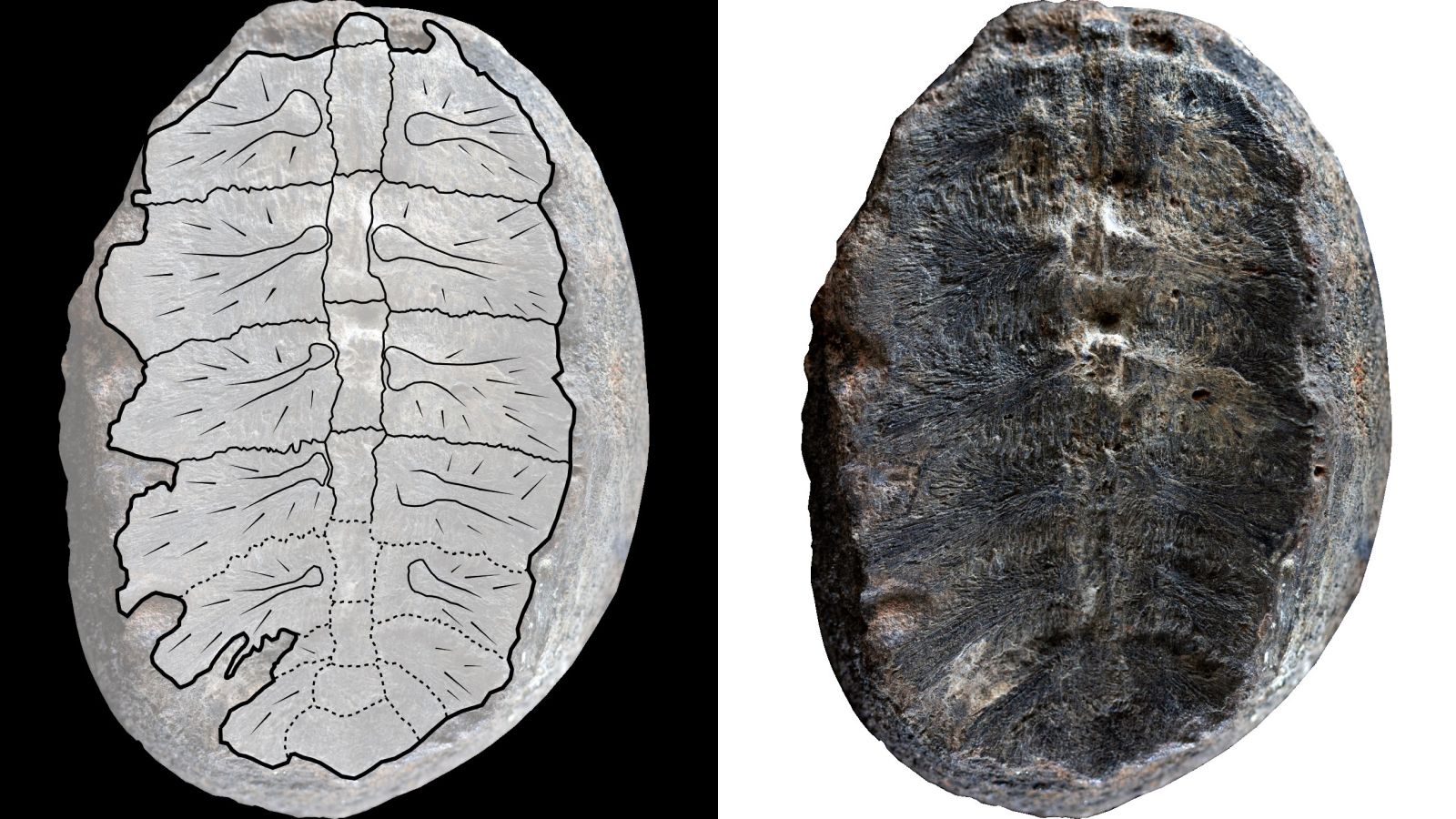 120 million-year-old 'plants' turn out to be ultra-rare fossilized baby ...