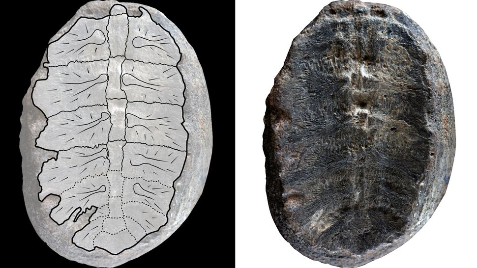 120 million-year-old 'plants' turn out to be ultra-rare fossilized baby ...