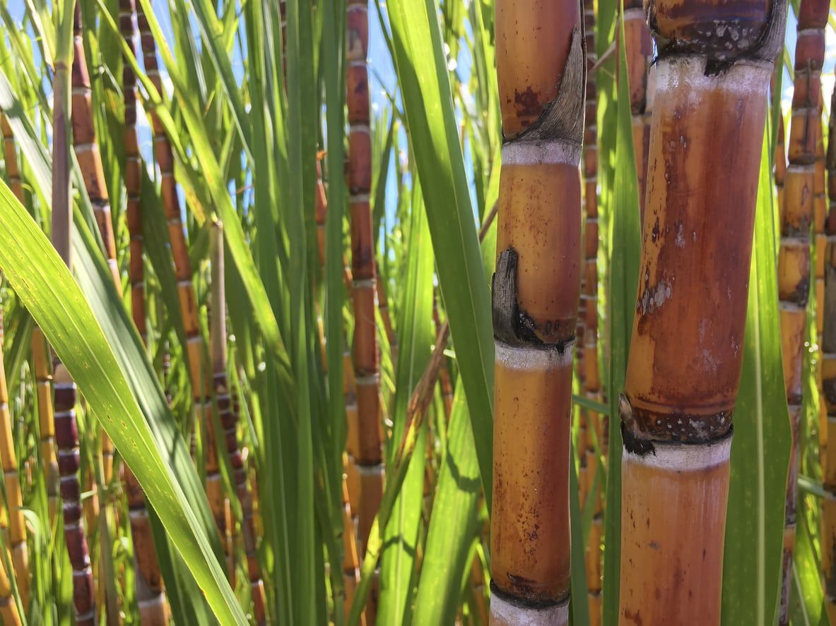 Sugarcane Nutrient Requirements: Learn About Fertilizing Sugarcane ...