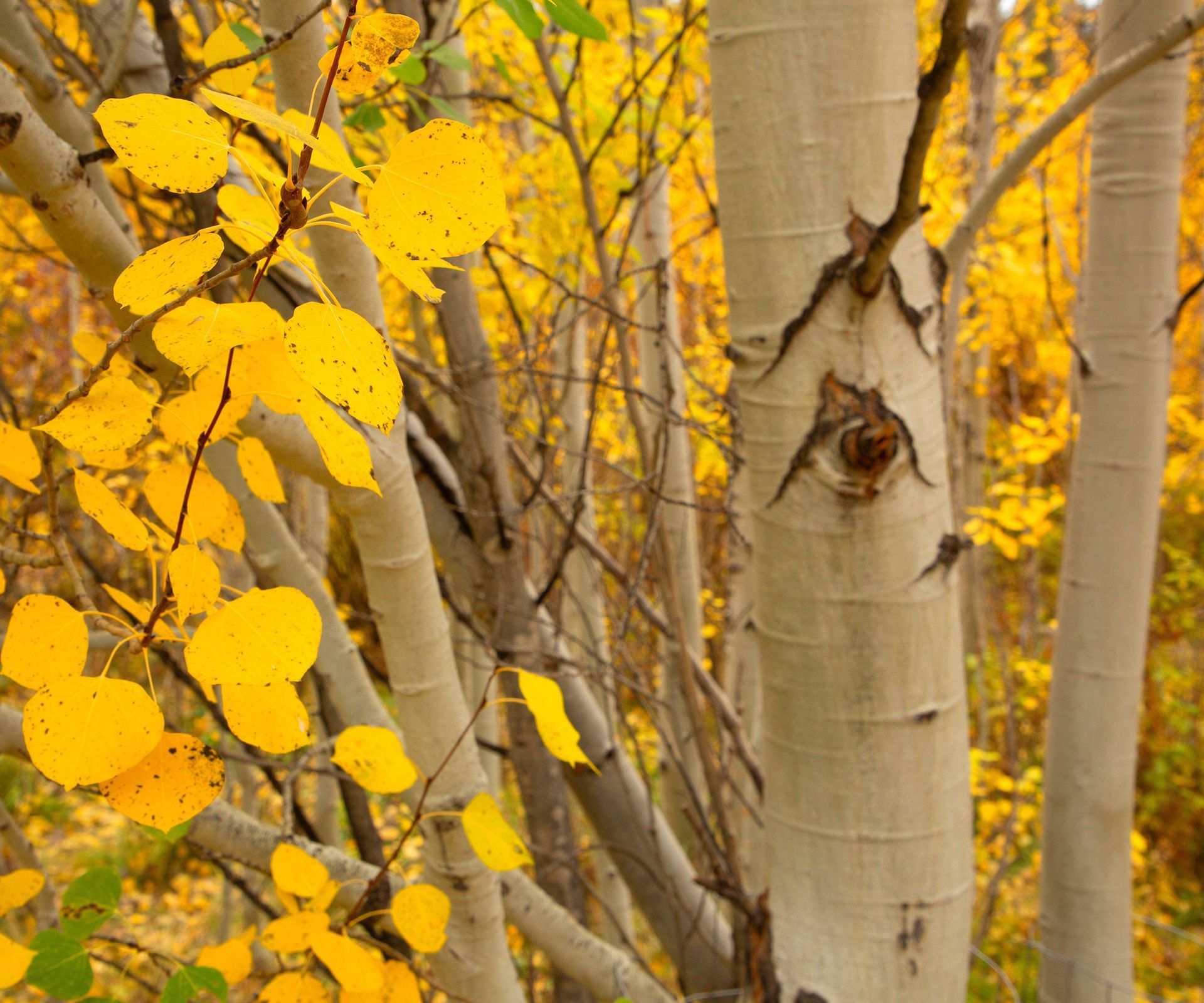 Quaking aspen care and growing guide | Homes and Gardens