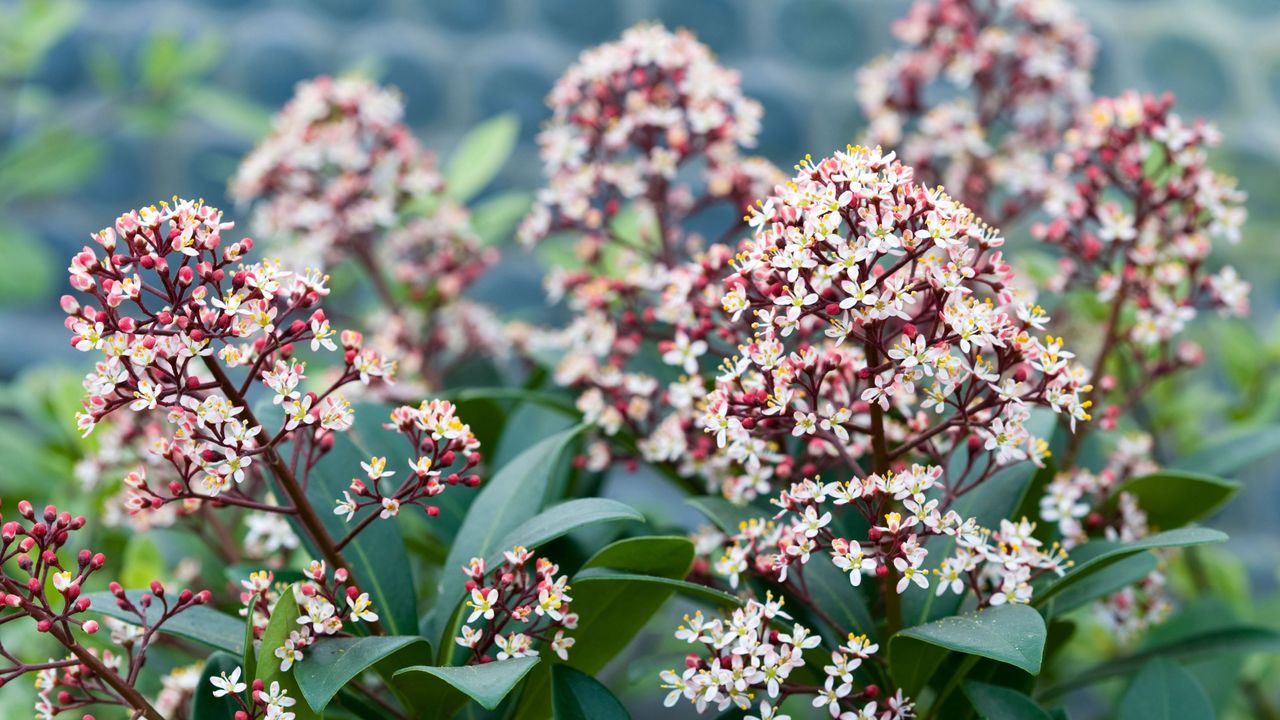 7 sweet-smelling winter flowering shrubs for your garden | Ideal Home
