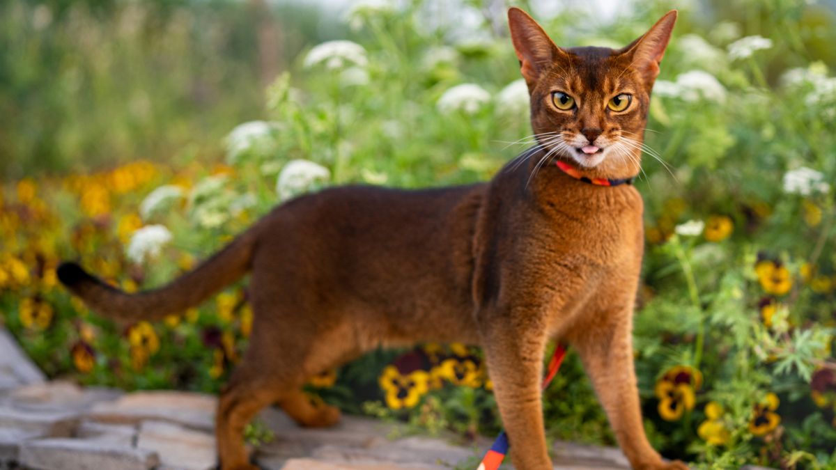 32 cat breeds that prefer being outdoors | PetsRadar