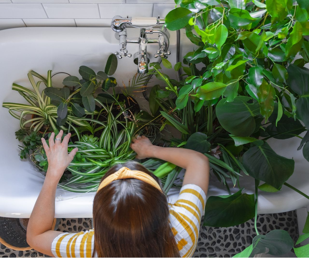 How to water houseplants: 4 methods and when to use them | Homes and ...
