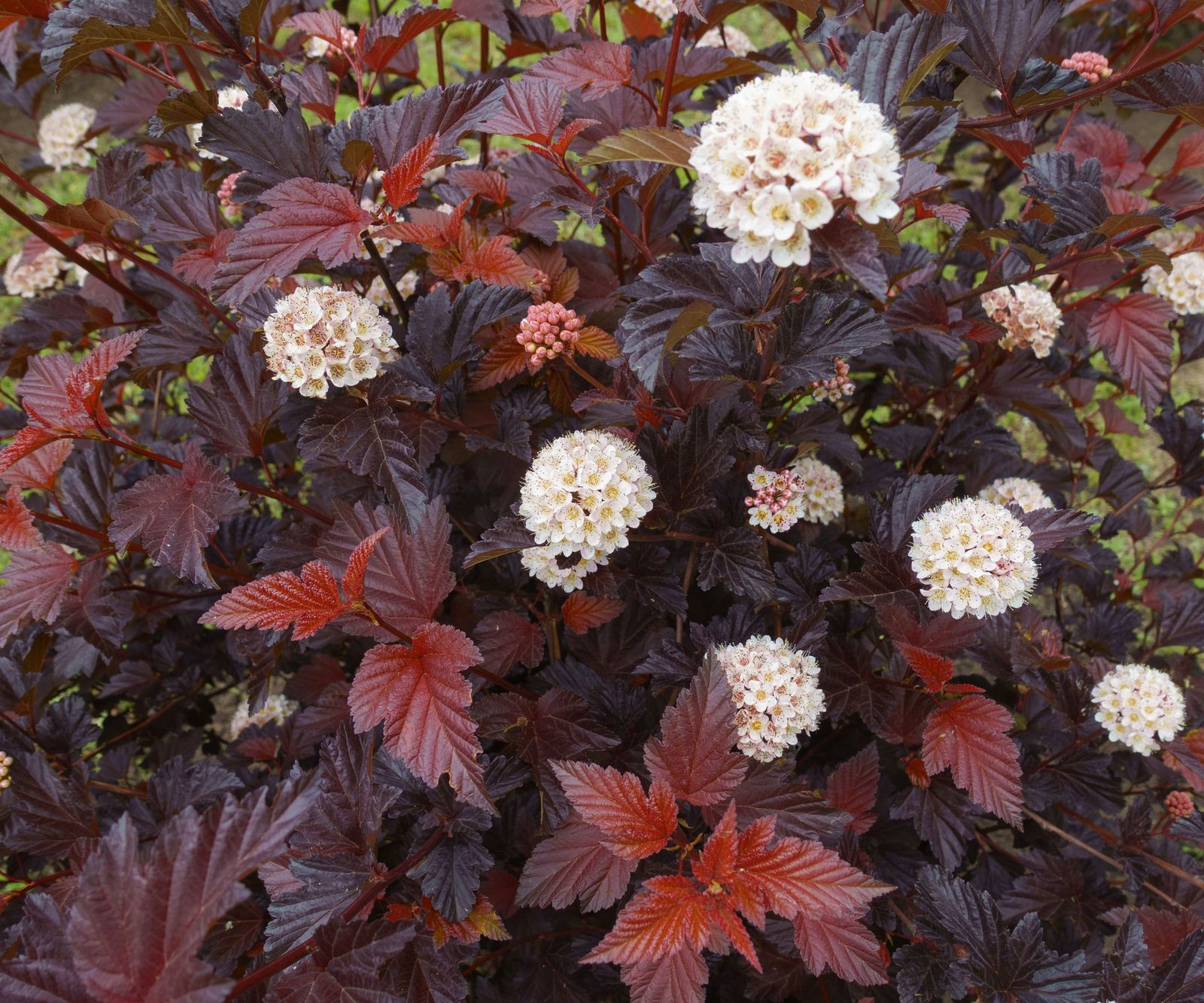 5 Invasive Shrubs To Avoid – Plus, What To Plant Instead | Gardening ...
