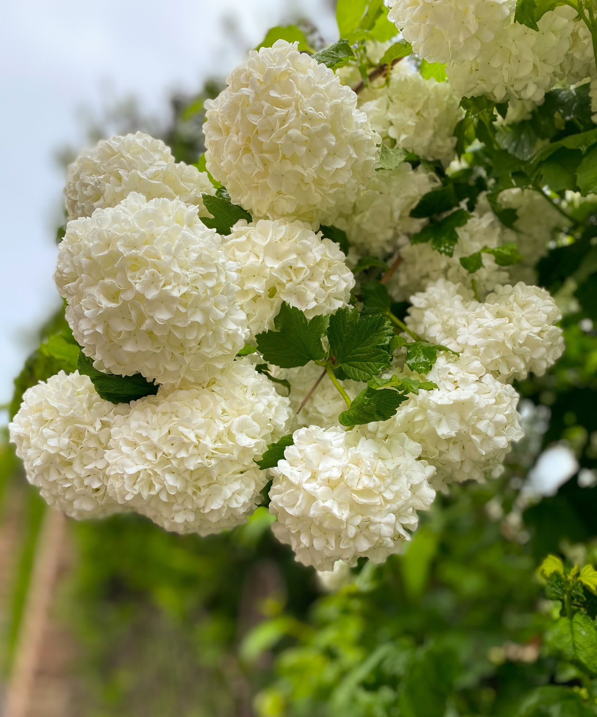 How and when to prune a snowball bush for beautiful blooms | Homes and ...