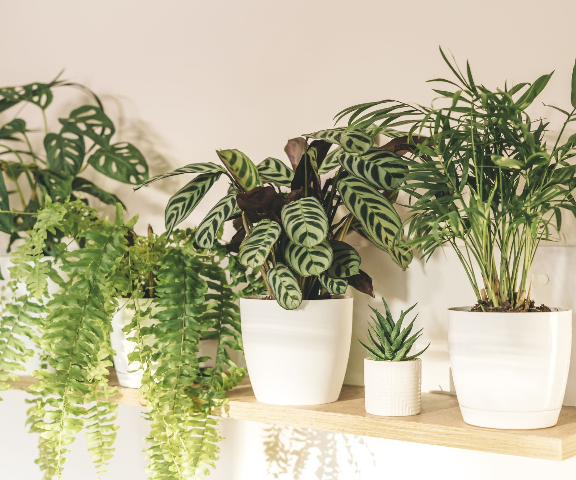 Calathea care guide: 5 expert tips on these fussy plants | Homes and ...