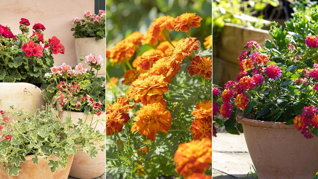 Flowers for pots in full sun – 10 cheerful choices | Homes and Gardens