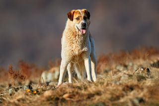 14 livestock guardian dogs that live to protect | PetsRadar