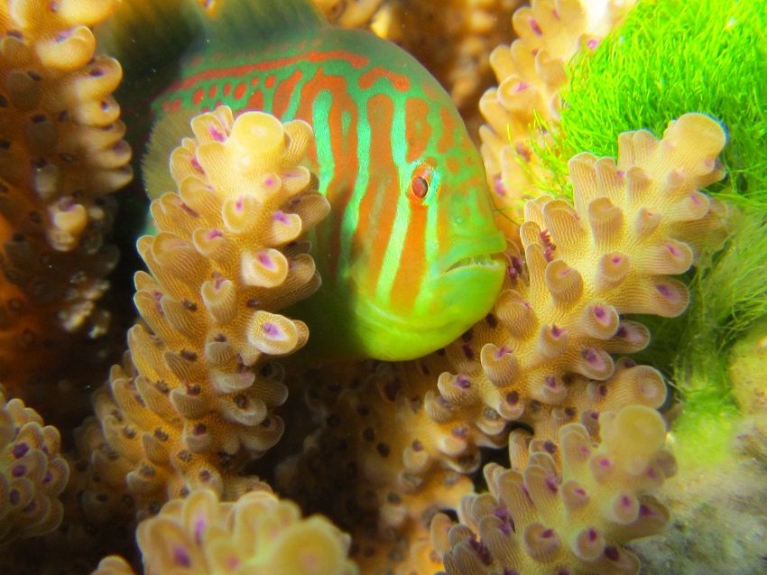 Fish 'Bodyguards' Protect Coral from Seaweed Attack | Live Science