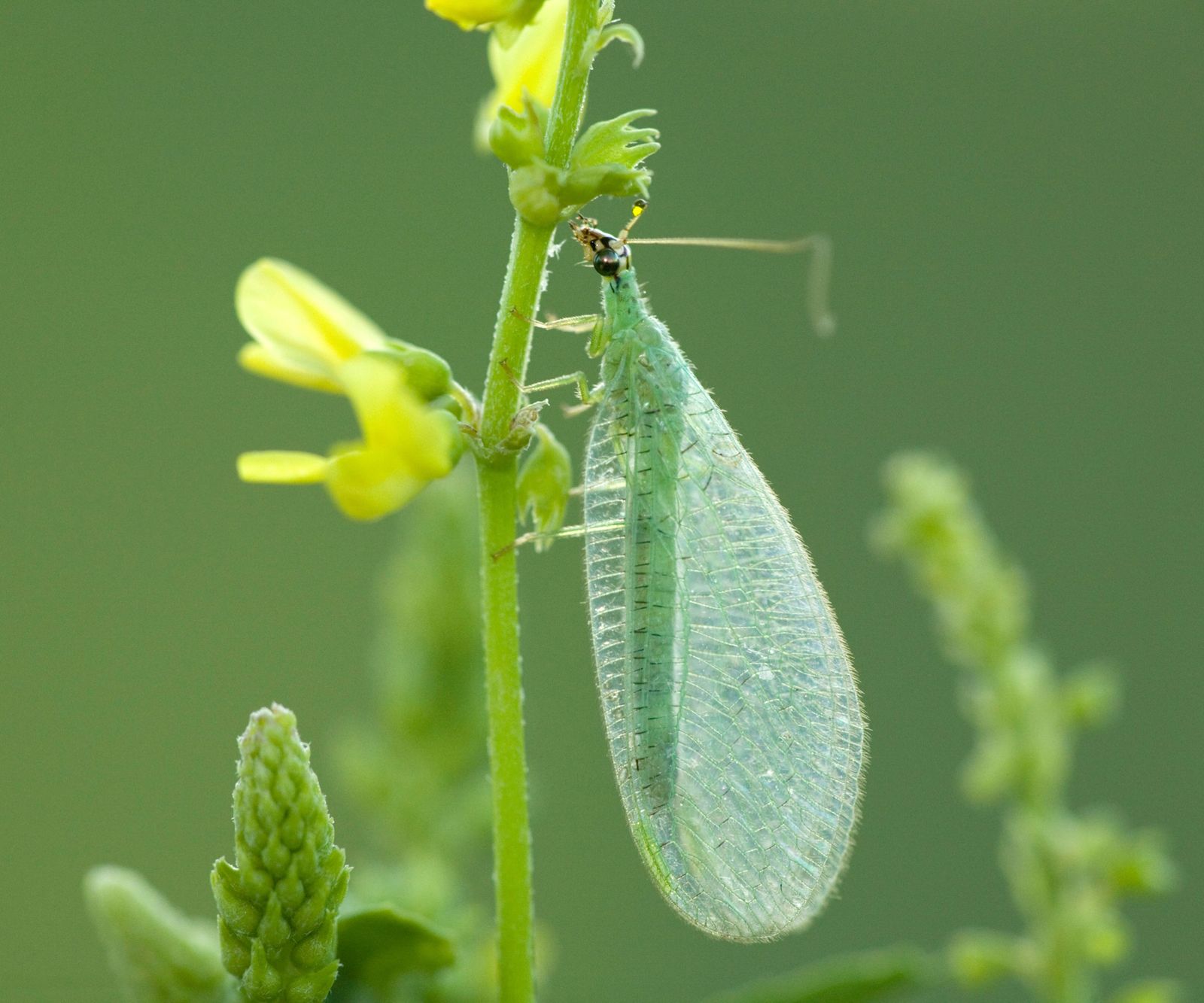 What eats aphids? 5 aphid predators to know about | Homes and Gardens