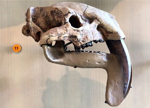 12 amazing saber-toothed animals | Live Science