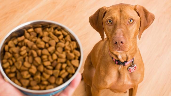 Best dry dog food: Fuel your furkid with nutritious kibble | PetsRadar