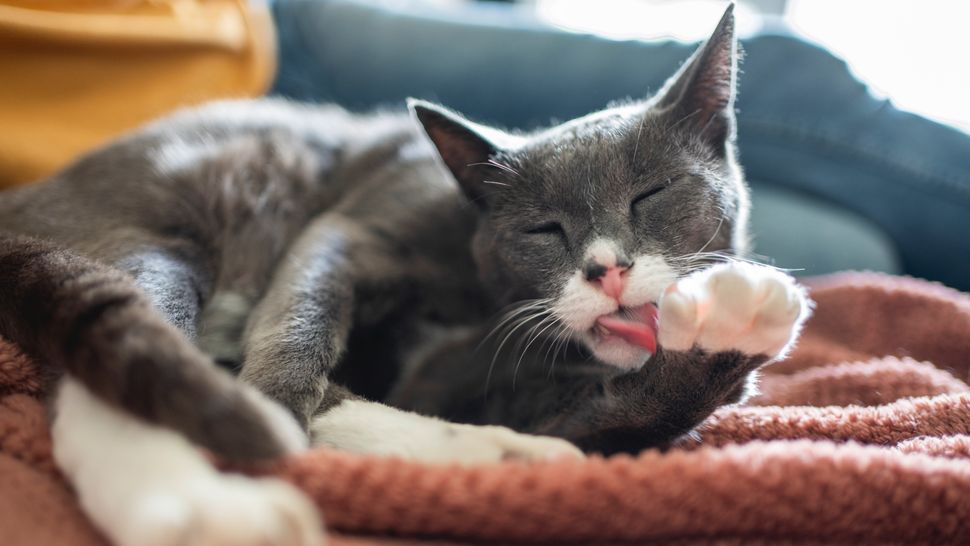 10 signs a cat is happy: How to know if your kitty is content | PetsRadar