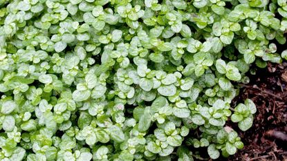Ground cover plants: experts recommend 8 low-growing picks | Woman & Home