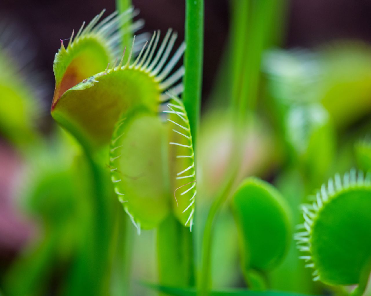 How to care for Venus fly traps — 7 key tips | Real Homes