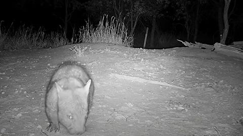 Camera traps capture rare northern hairy-nosed wombat taking a violent ...